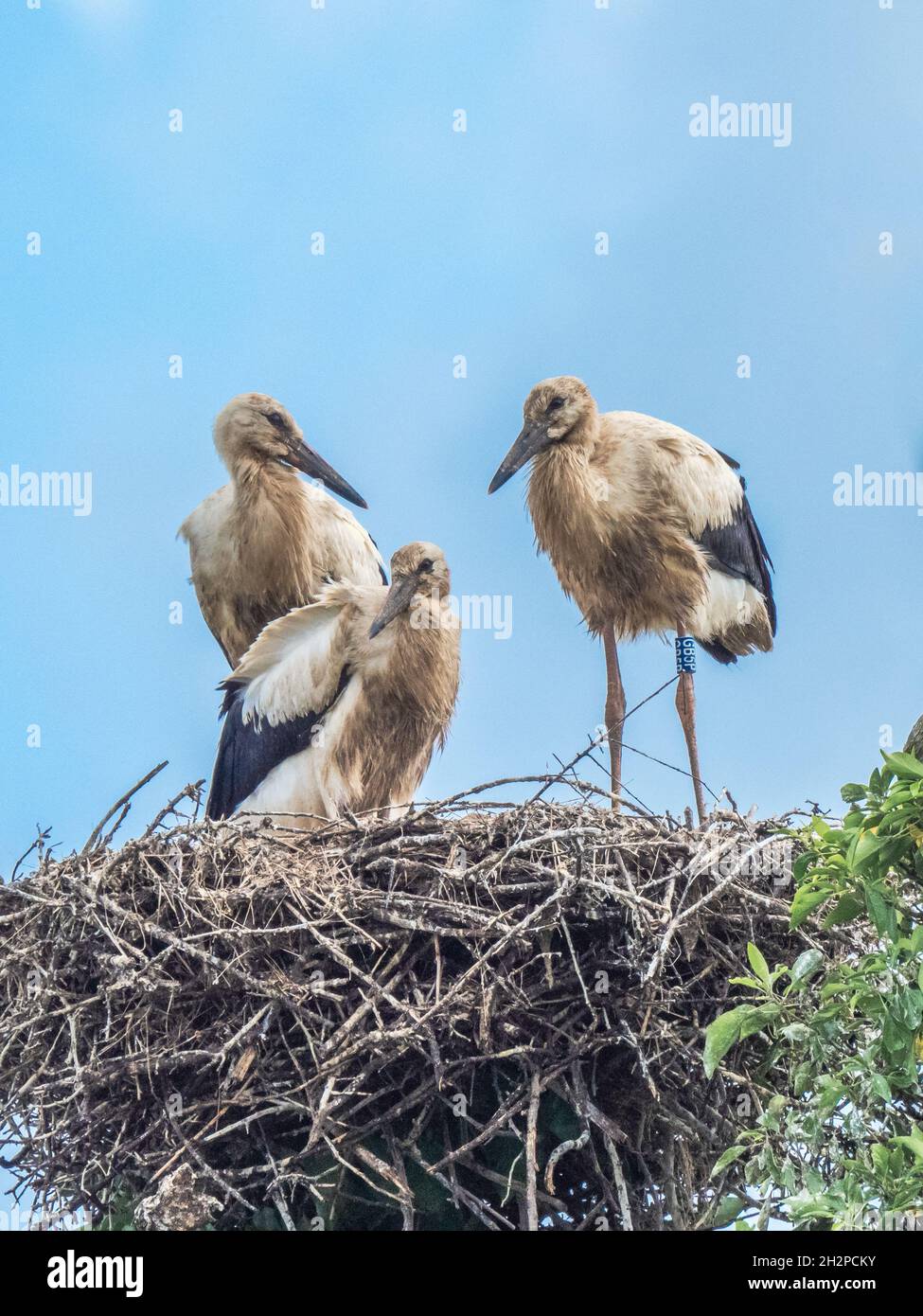 Knepp castle hi-res stock photography and images - Alamy