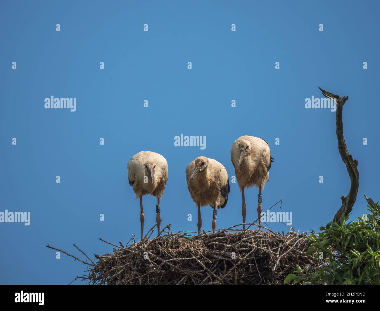 White storks knepp castle hi-res stock photography and images - Alamy