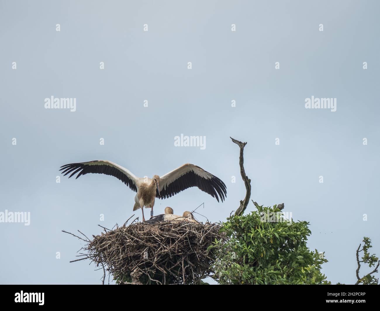 Three White Storks on a Nest. Knepp Estate Stock Photo - Alamy