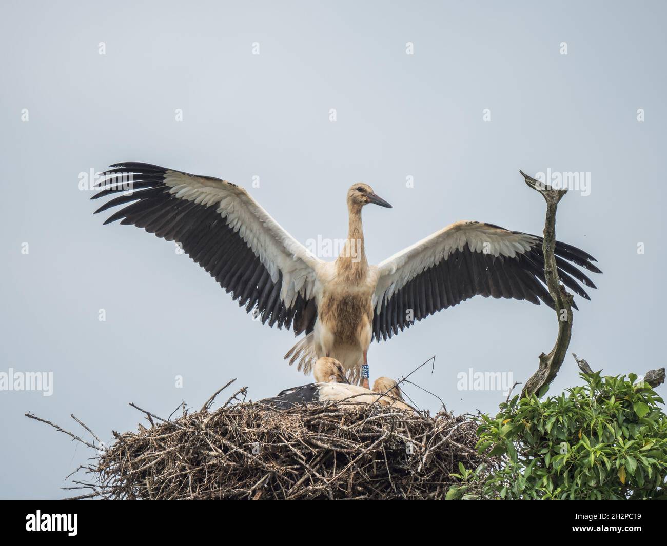 Knepp castle hi-res stock photography and images - Alamy