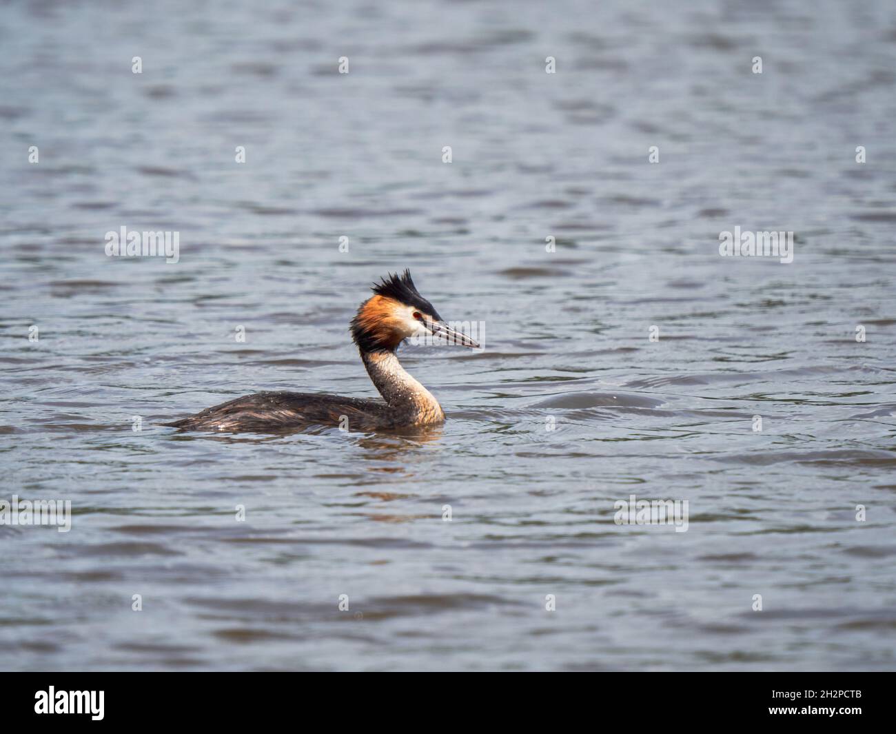Great Crested Grebe Swimming Stock Photo - Alamy
