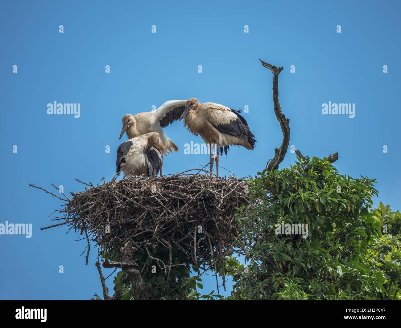 Knepp castle estate stork hi-res stock photography and images - Alamy