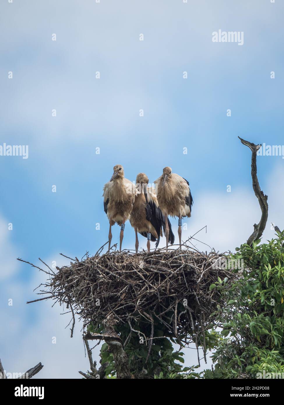 Knepp castle estate stork hi-res stock photography and images - Alamy