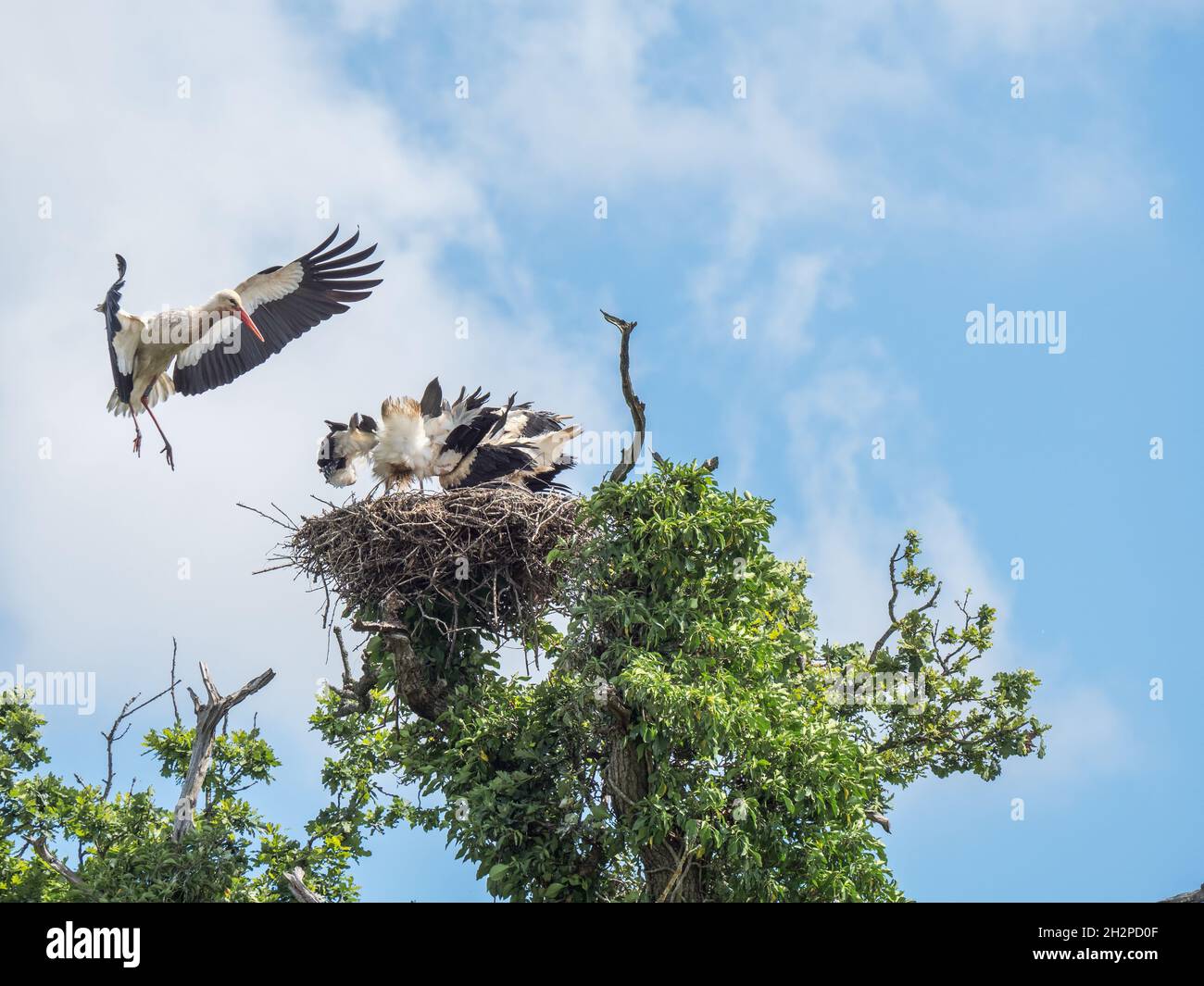 Female White Stork Landing on its Nest. Knepp Estate Stock Photo - Alamy