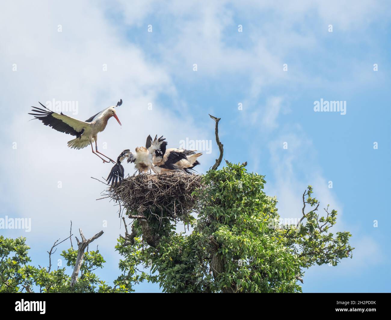 Female White Stork Landing on its Nest. Knepp Estate Stock Photo - Alamy