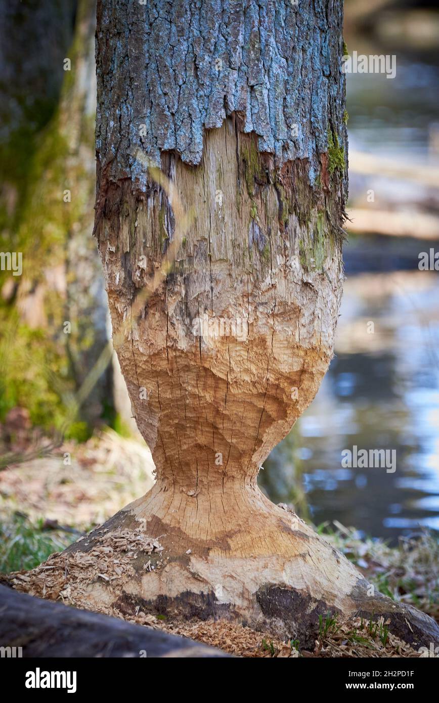 Beaver work on tree in Ammerndorf, Germany (Castor fiber Stock Photo ...
