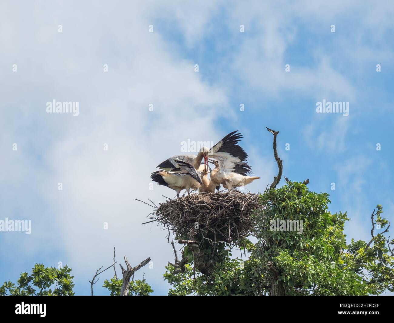 White stork feeding hi-res stock photography and images - Alamy