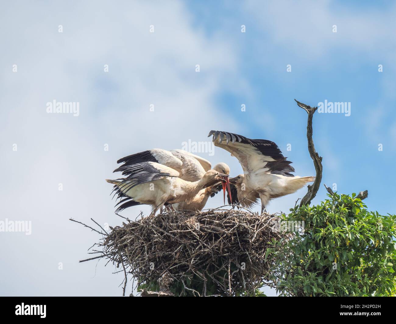 White Stork Feeding its Young in the Nest. Knepp Estate Stock Photo - Alamy