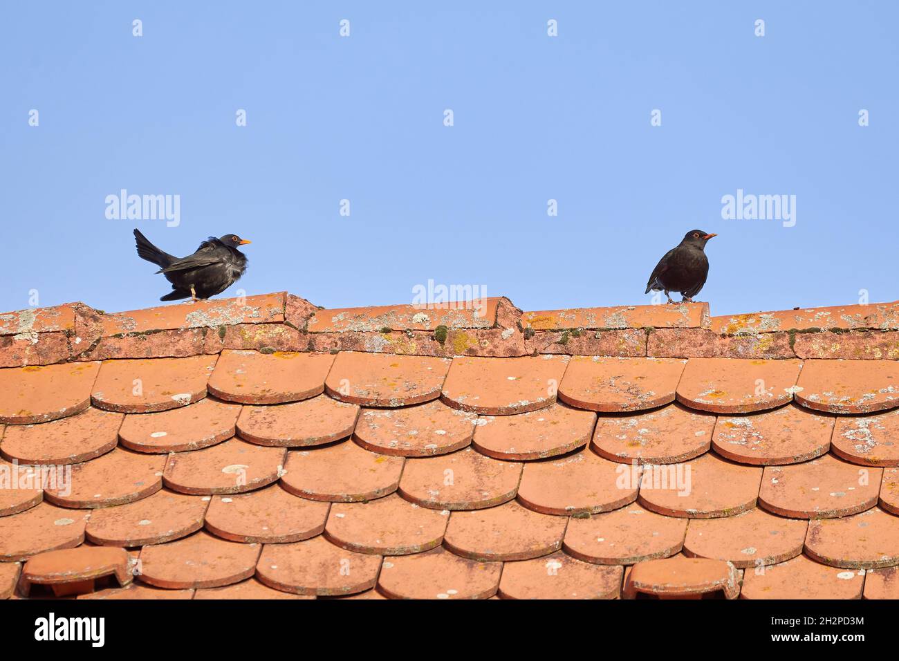 Common blackbirds male and female on a roof (Turdus merula). Birds ...