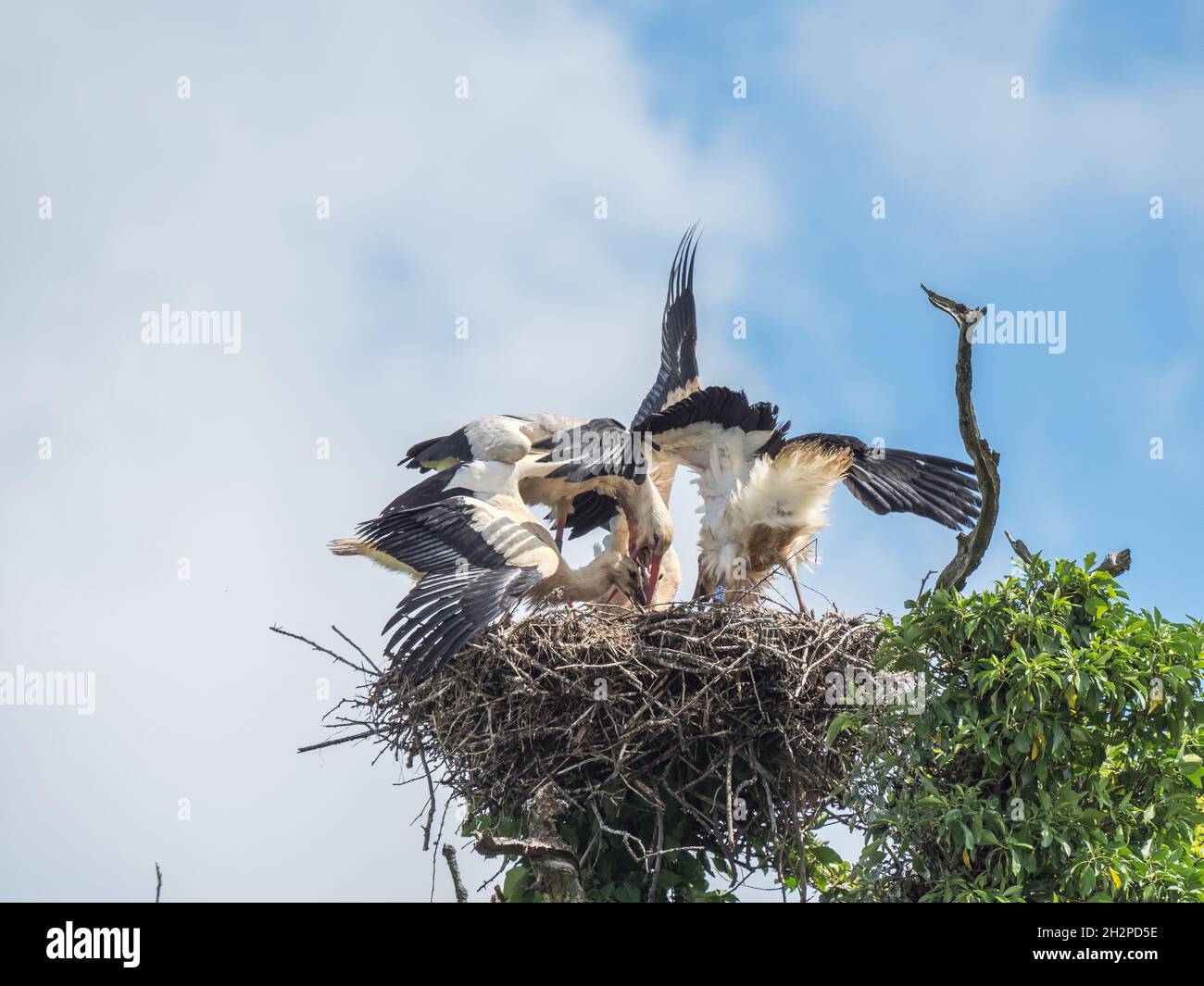 White Stork Feeding its Young in the Nest. Knepp Estate Stock Photo - Alamy