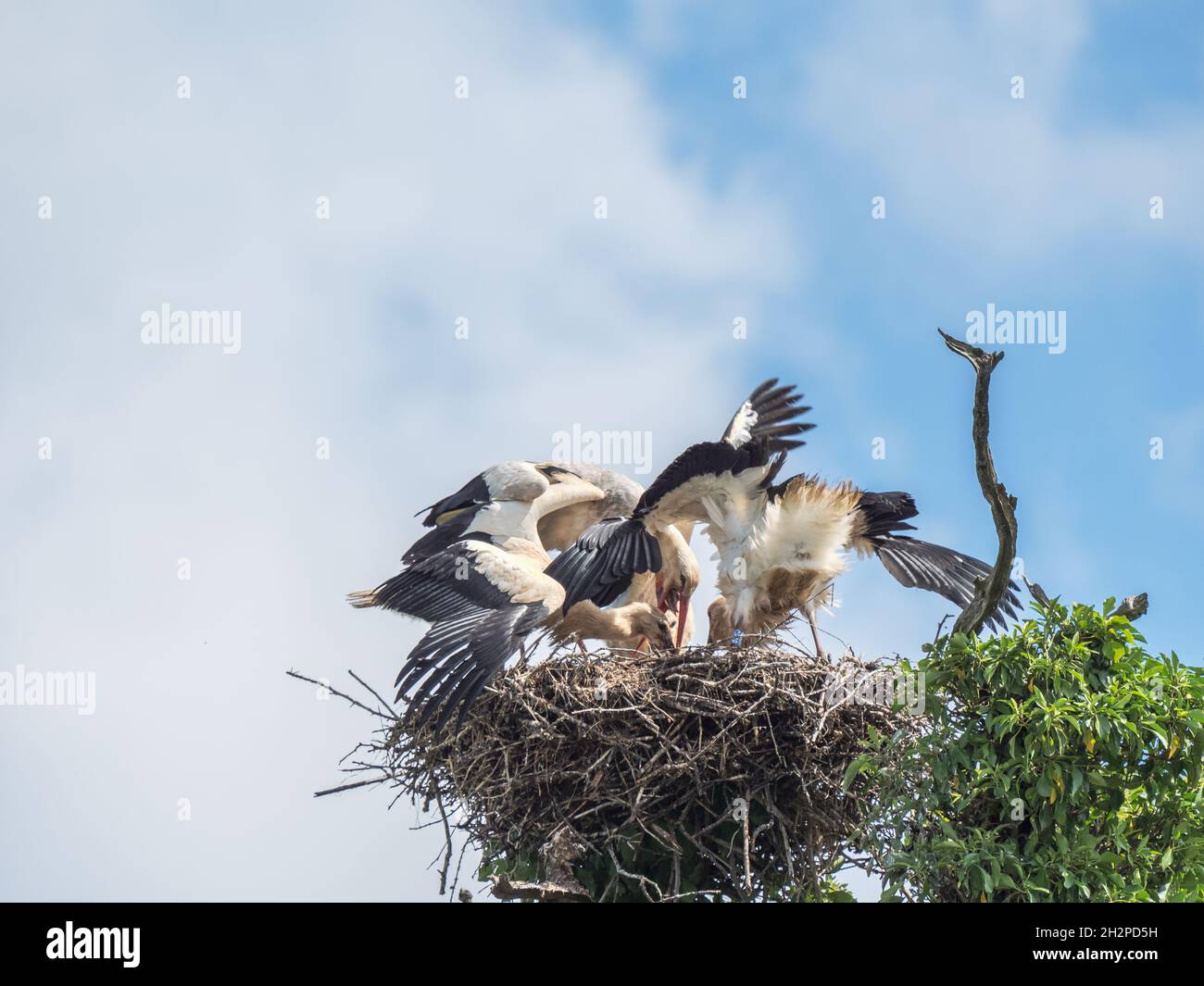 White Stork Feeding its Young in the Nest. Knepp Estate Stock Photo - Alamy