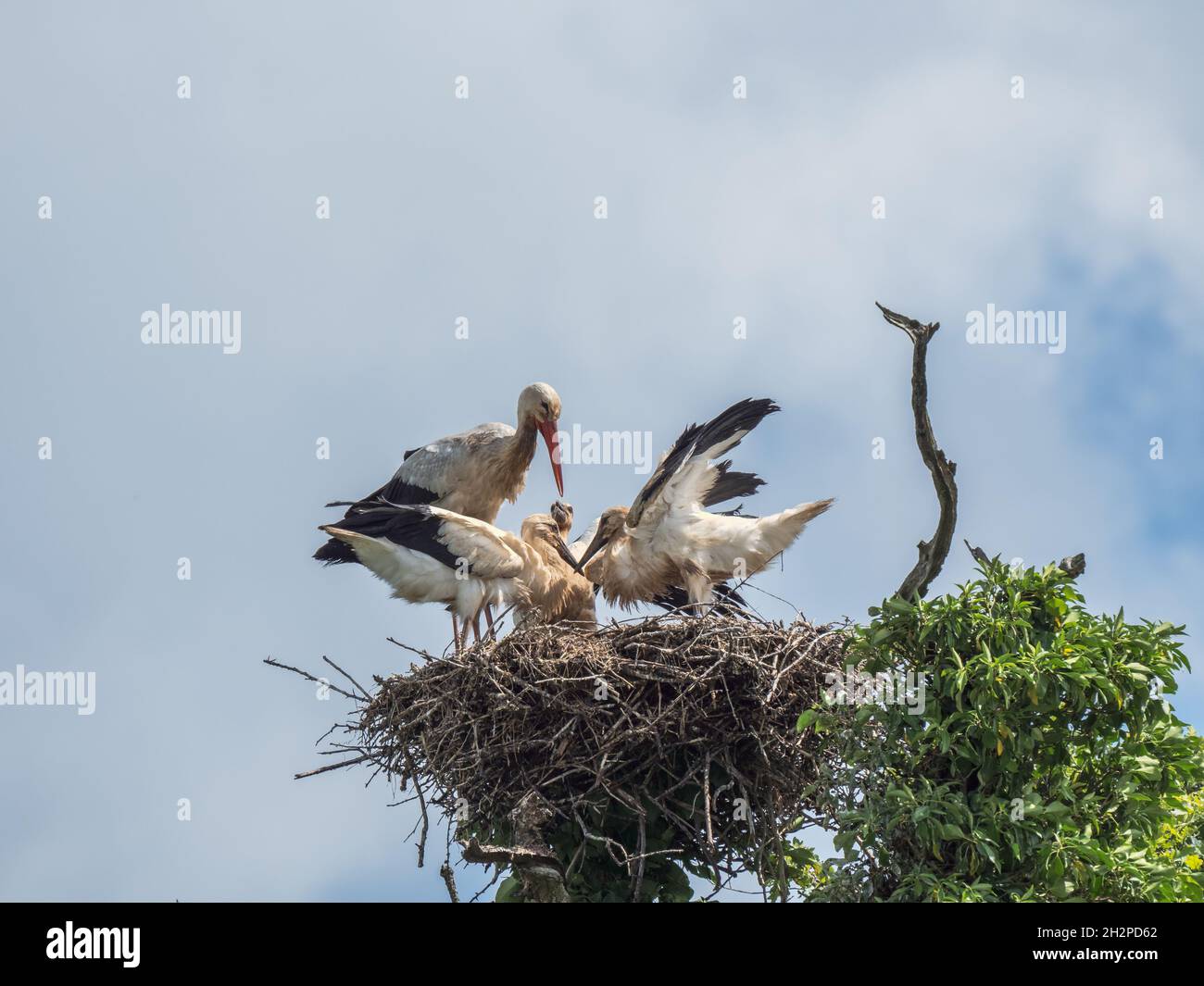 Knepp castle stork hi-res stock photography and images - Alamy