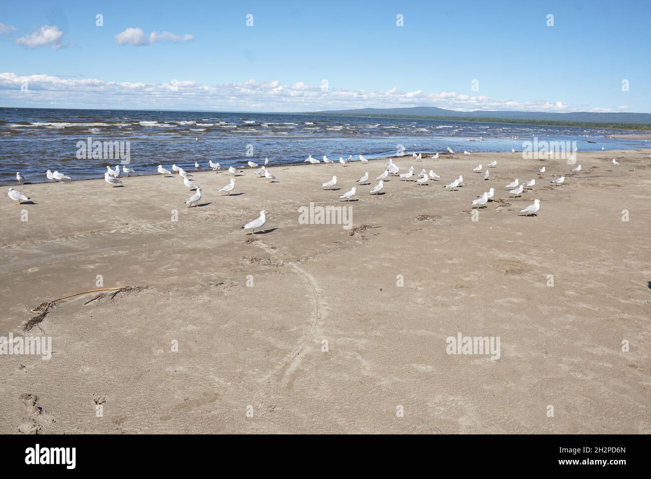 Sandy beach and gulls on a sunny morning Stock Photo - Alamy