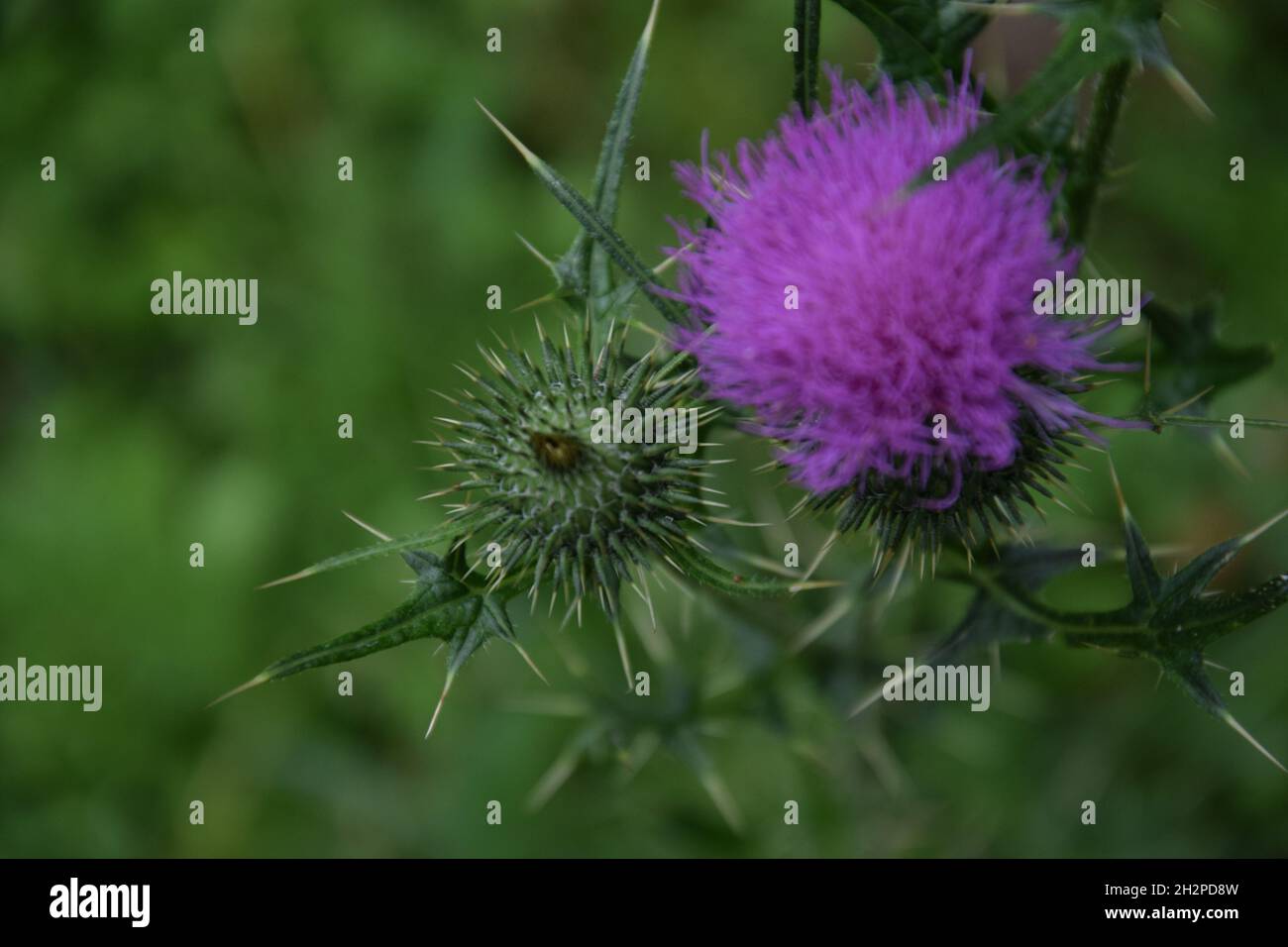 Marianus park hi-res stock photography and images - Alamy