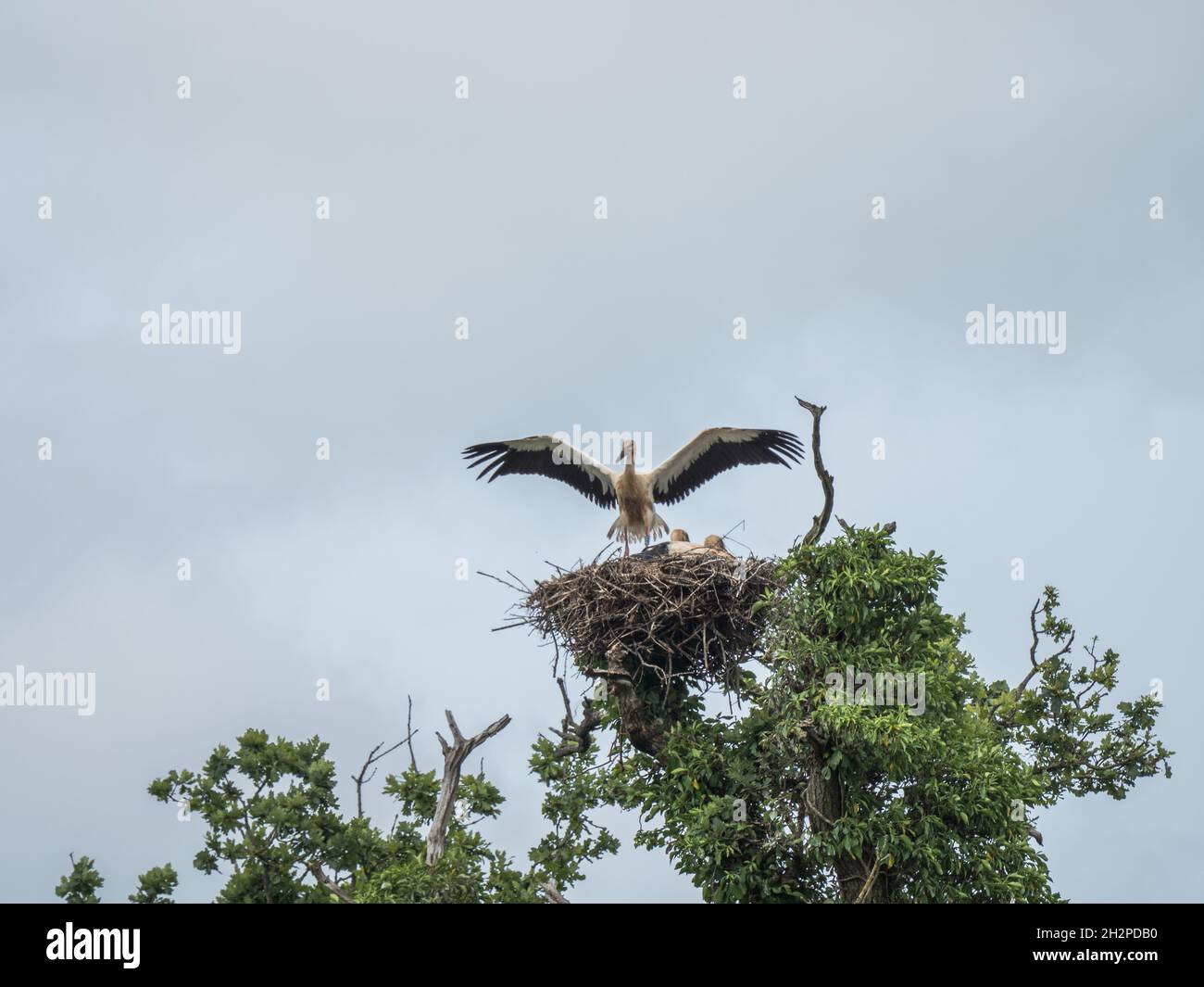 Knepp castle estate, sussex hi-res stock photography and images - Alamy