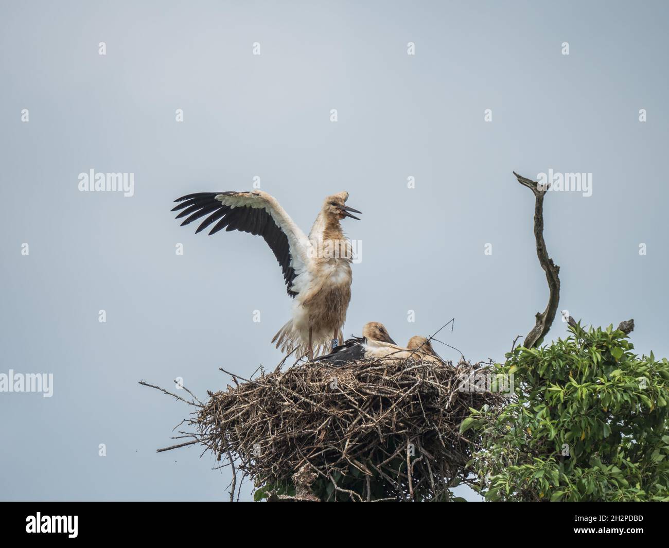 Knepp storks hi-res stock photography and images - Alamy