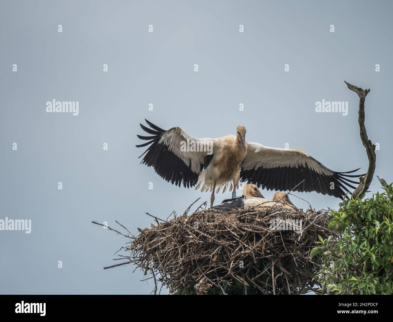 Knepp storks hi-res stock photography and images - Alamy