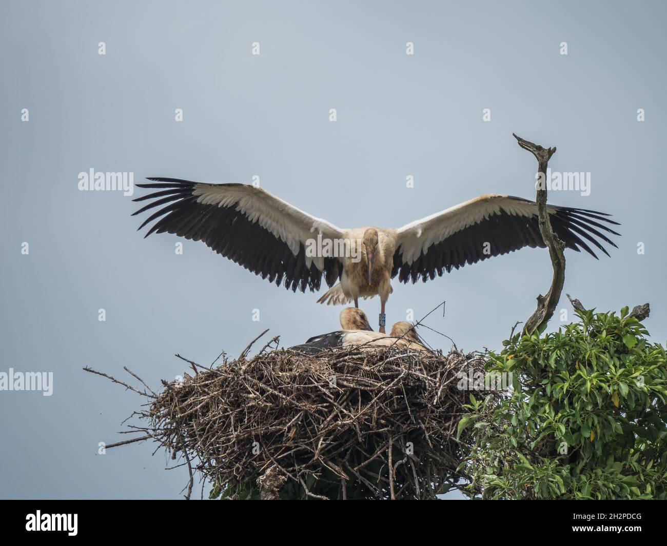 Storks knepp castle hi-res stock photography and images - Alamy