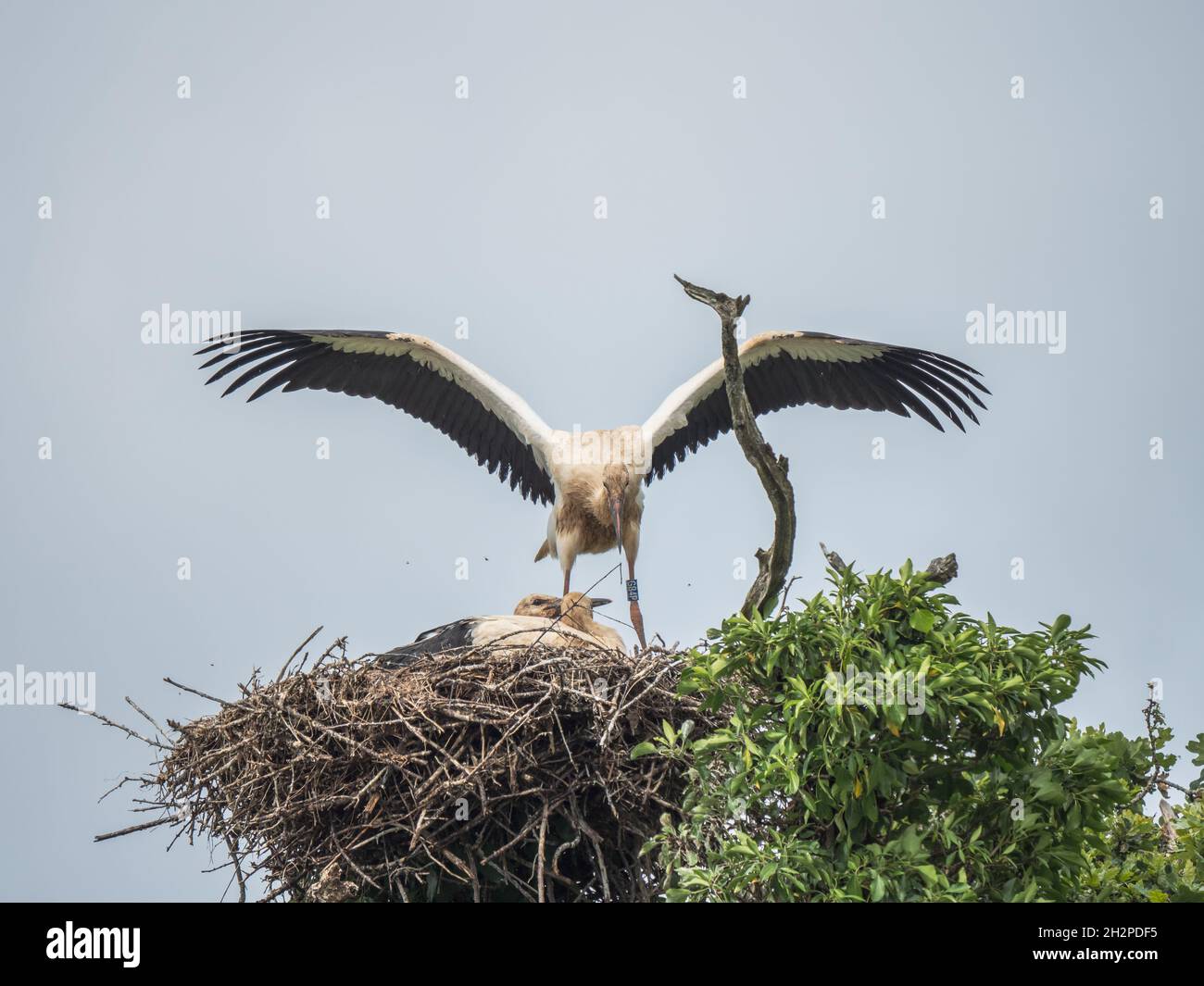 White storks knepp castle hi-res stock photography and images - Alamy