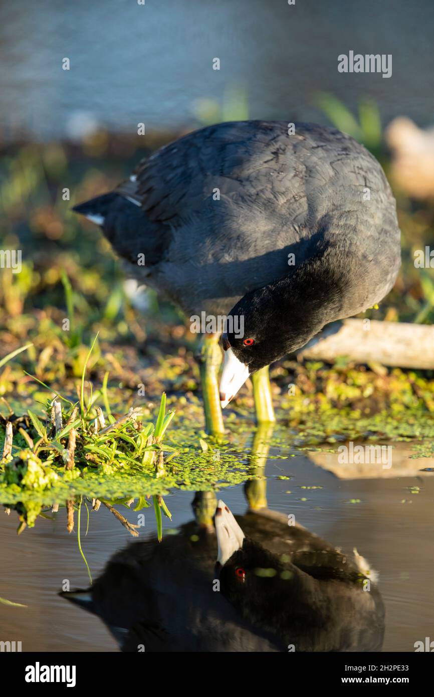 American coot feet hi-res stock photography and images - Alamy