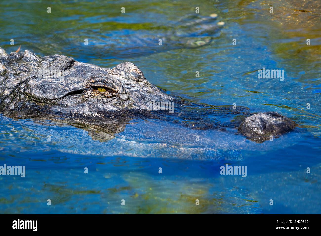 Closeup of American alligator (Alligator mississippiensis) in shallow ...