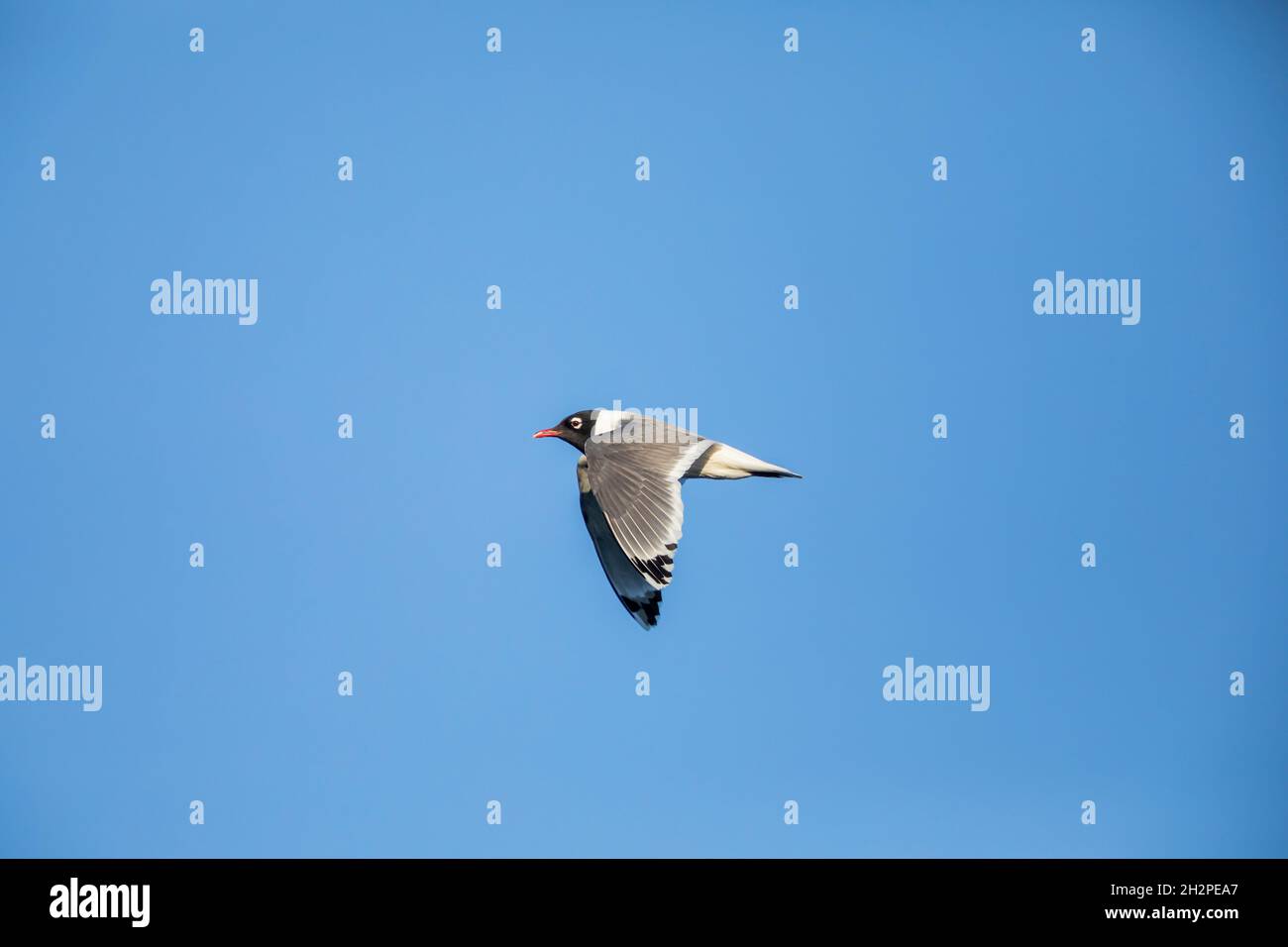 Franklins gull in flight hi-res stock photography and images - Alamy