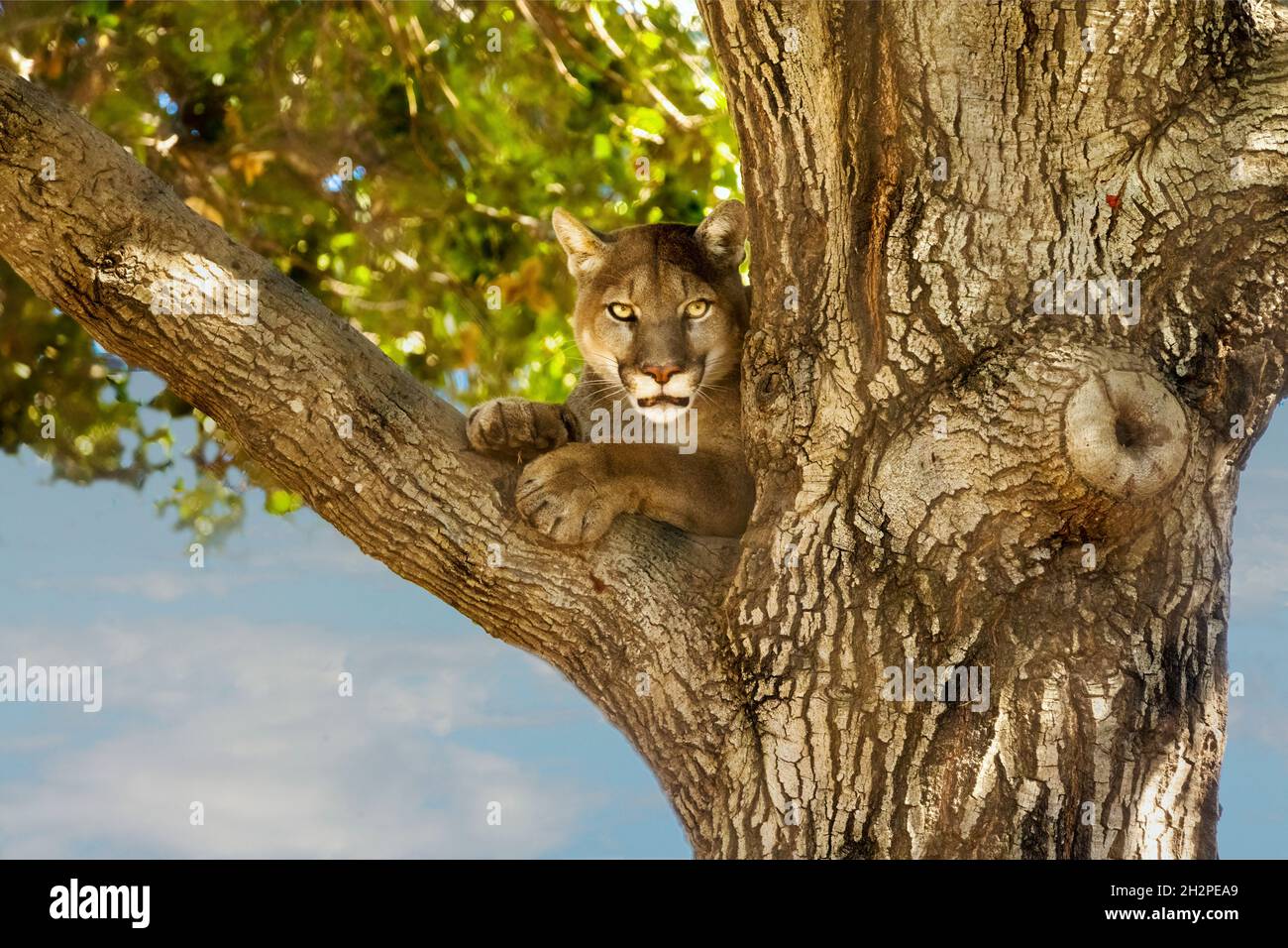 Female mountain lion laying on a tree branch, looking at camera Stock ...