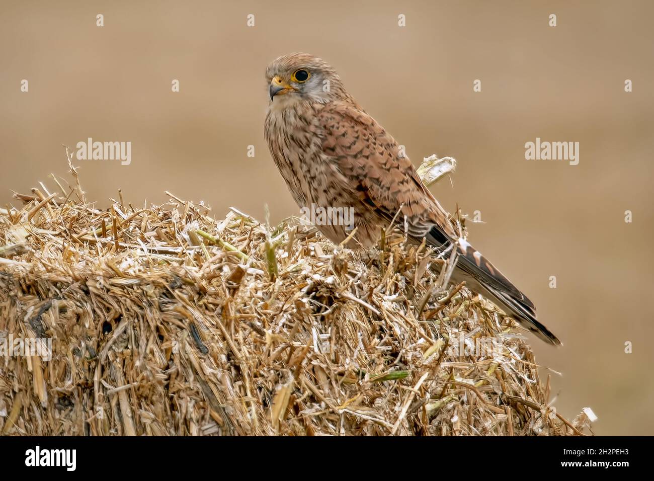Female Kestrel perched on a bale of hale Stock Photo - Alamy