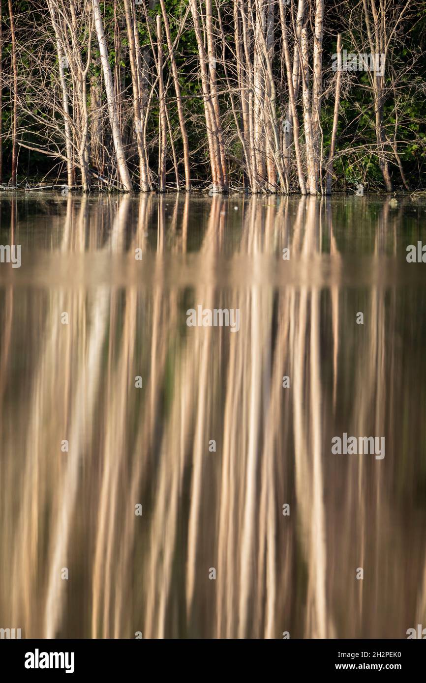 Trees reflecting on lake Stock Photo - Alamy