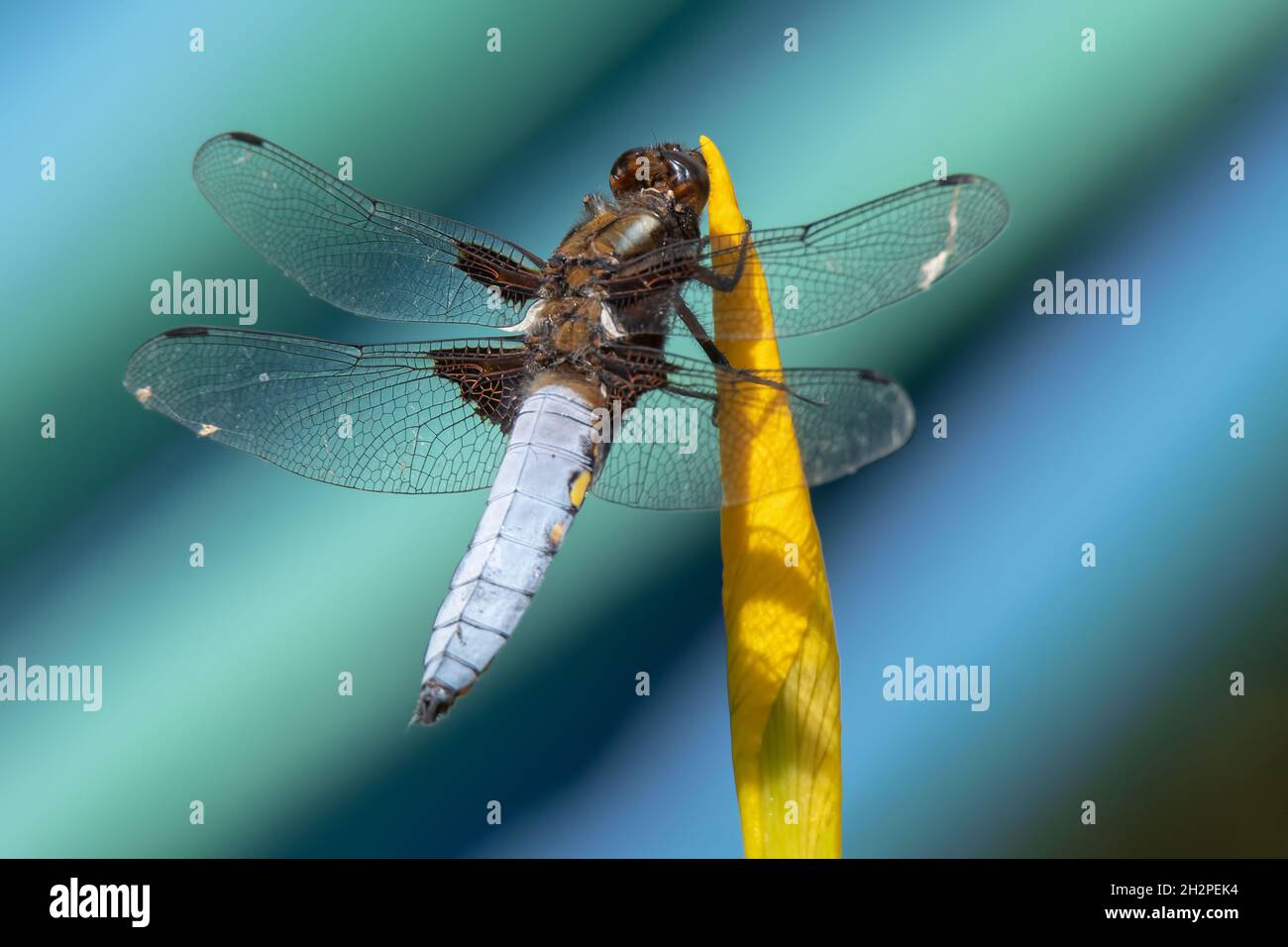 Blue darter hi-res stock photography and images - Alamy