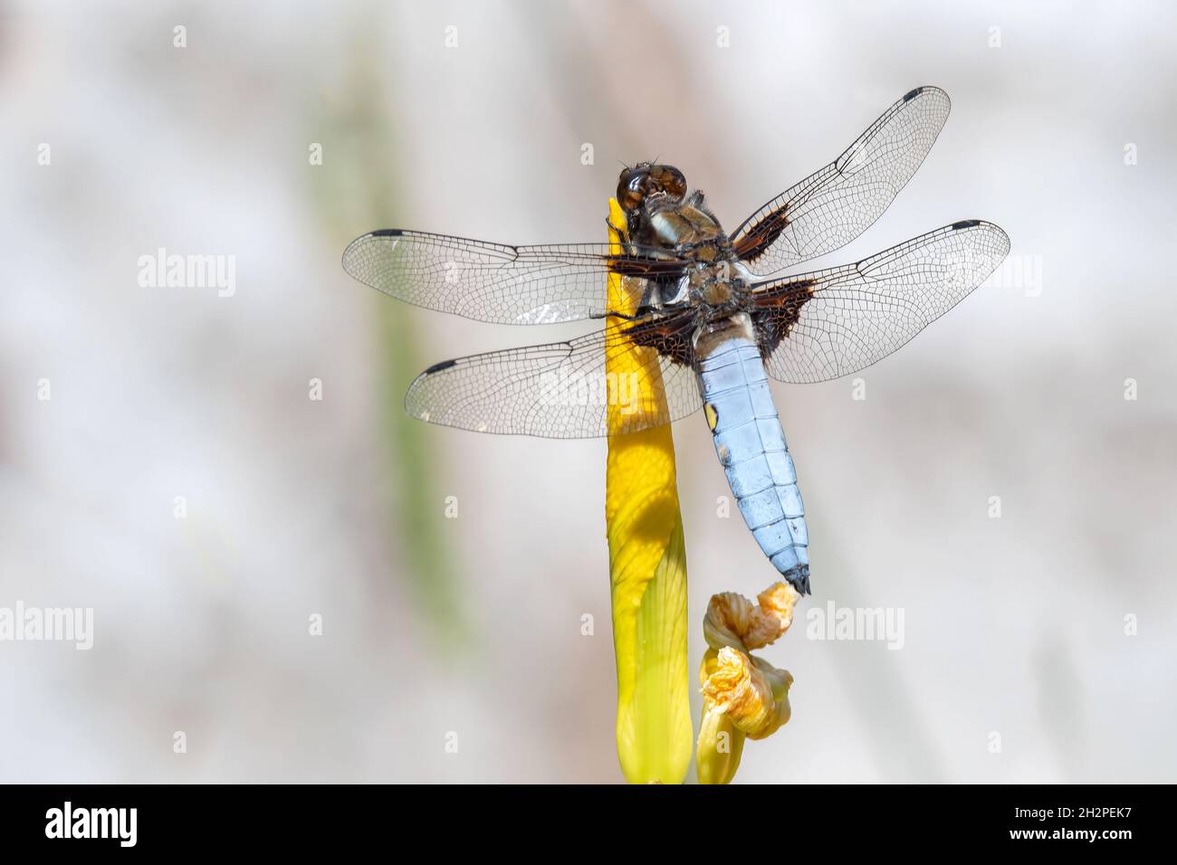 Blue chaser dragonfly hi-res stock photography and images - Alamy