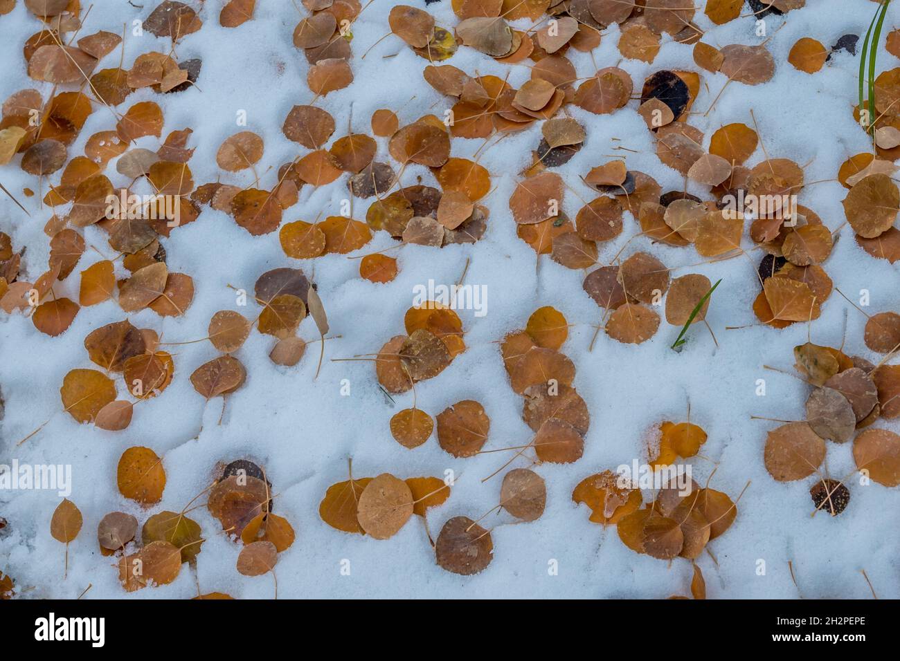 Yellow autumnal leaves with snow hi-res stock photography and images ...