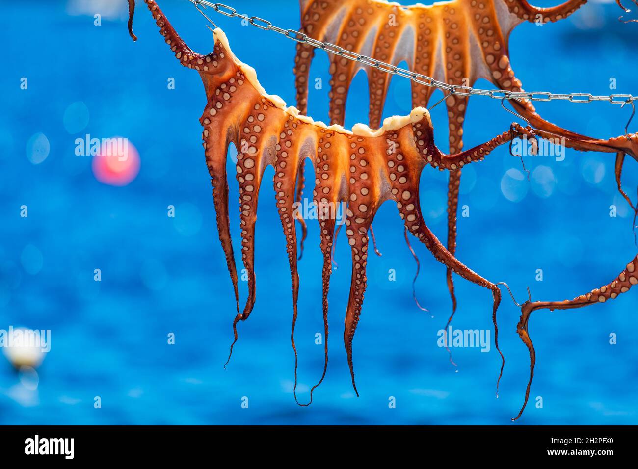 Greece, Santorini, Oia, drying octopus Stock Photo - Alamy