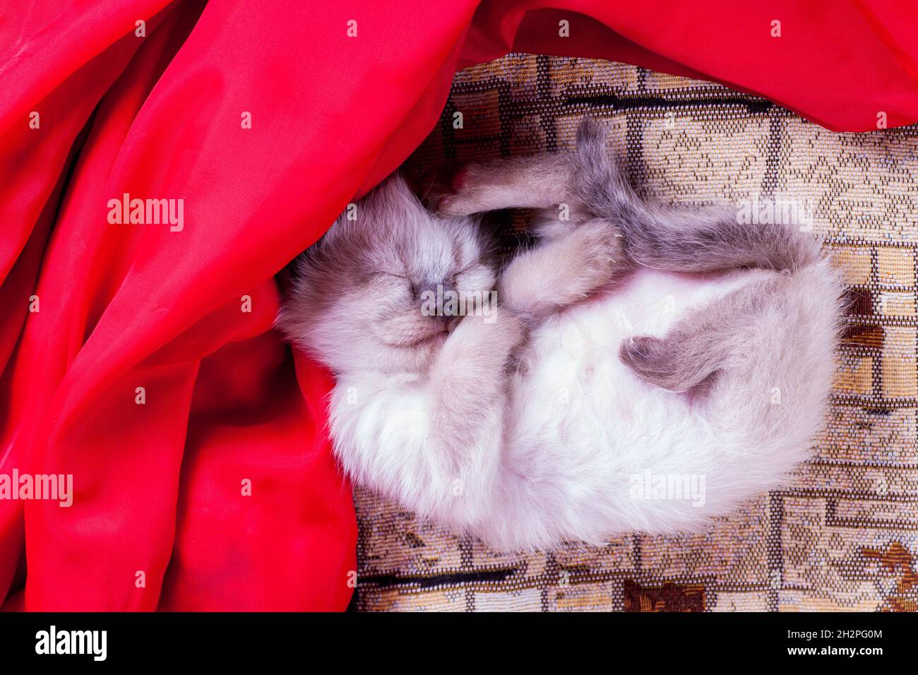 the cat gave birth to kittens. Mother cat gave birth in the sand new ...