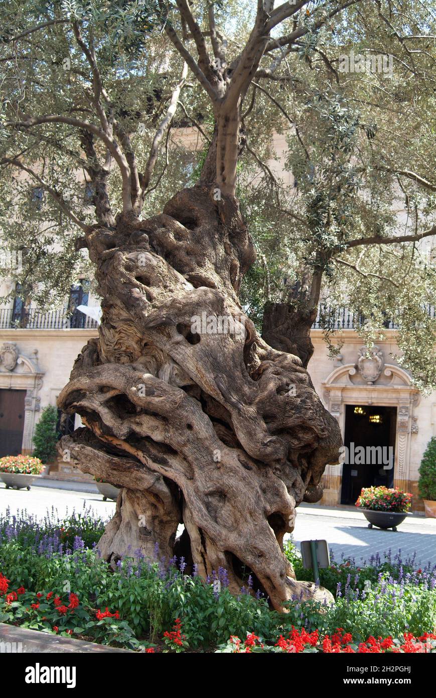 Europa, Spanien, Balearen, Mallorca, Palma, Altstadt, Placa de Cort ...