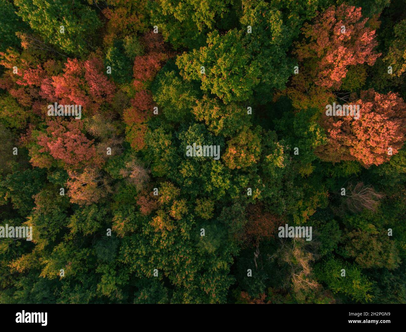 autumn trees from a drone's view Stock Photo - Alamy