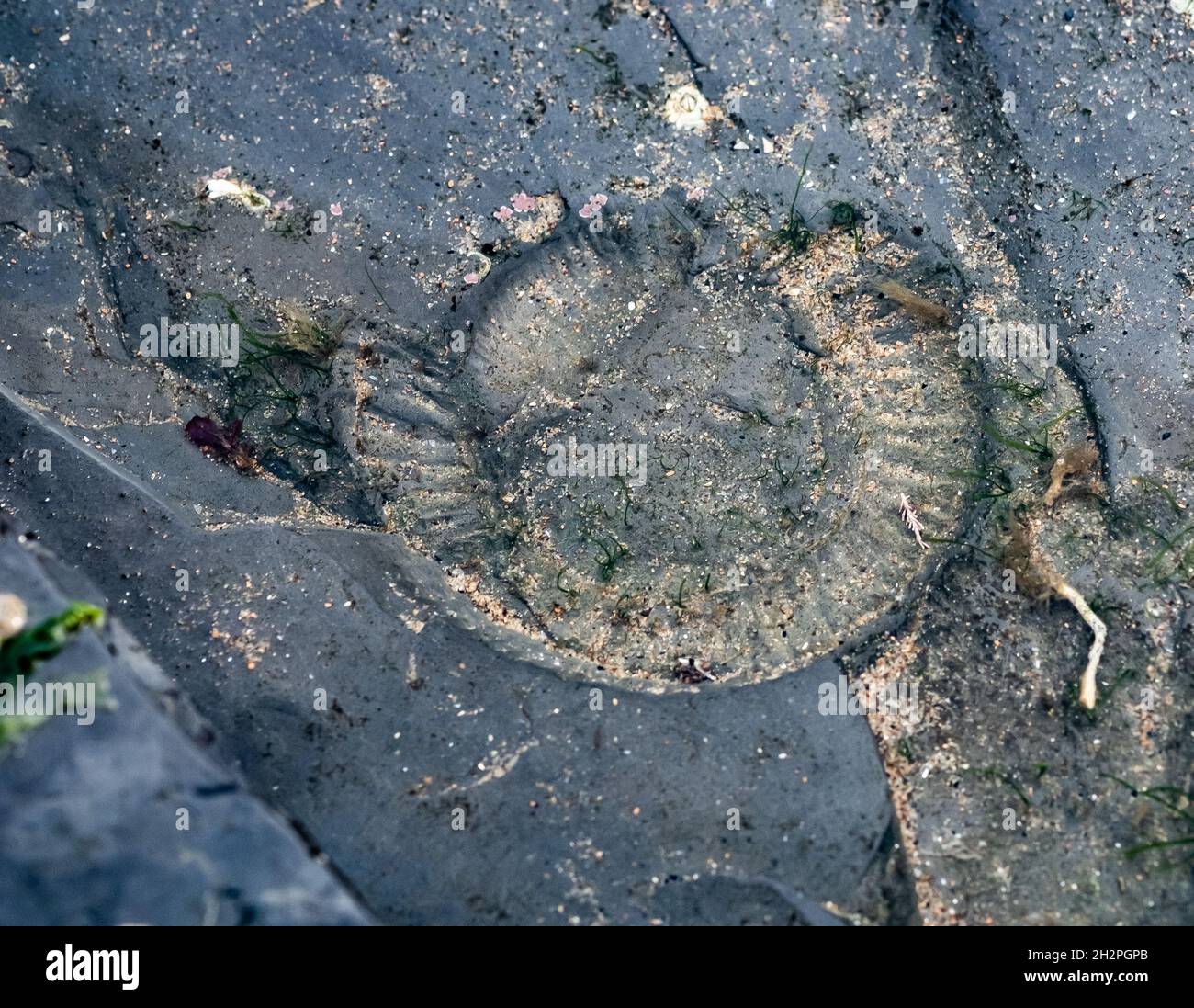 Whitby, Yorkshire, UK – October 20 2021. Close up of an ammonite fossil ...