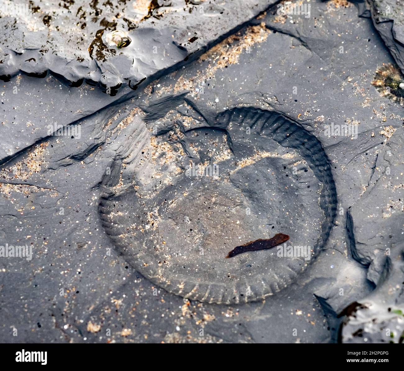 Whitby, Yorkshire, UK – October 20 2021. Close up of an ammonite fossil ...