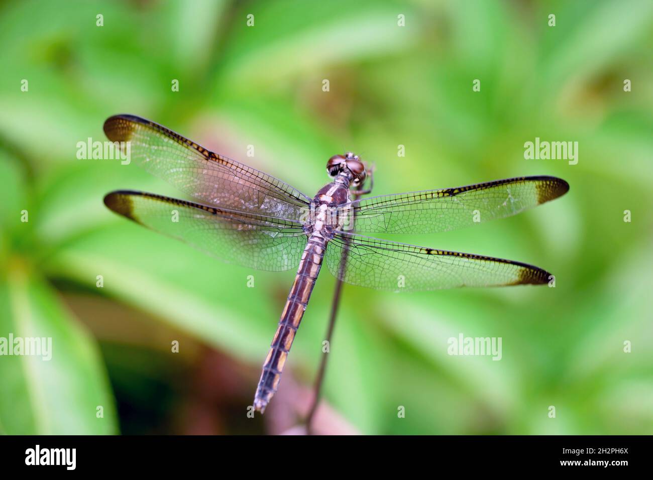 Yellow sided skimmer hi-res stock photography and images - Alamy