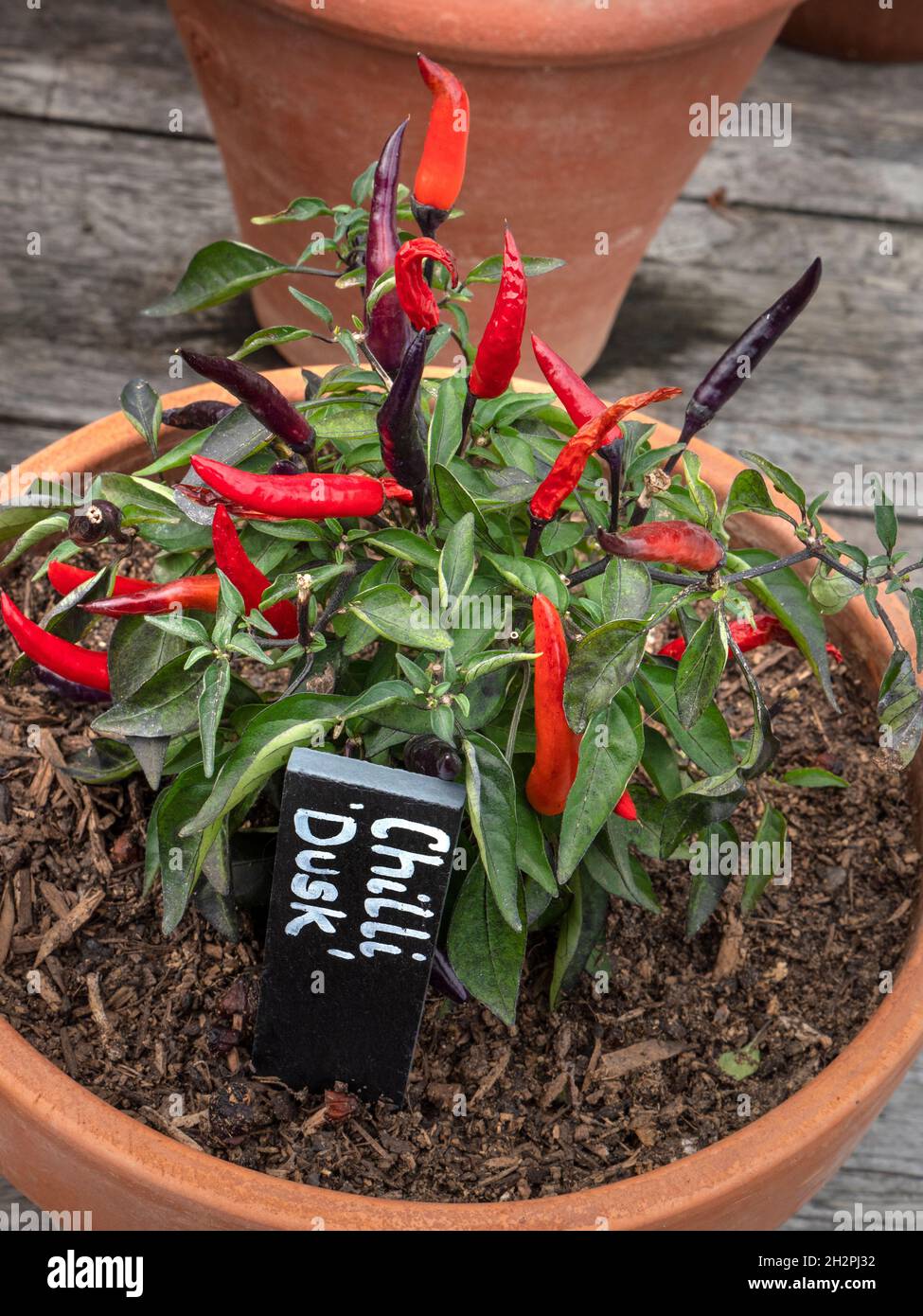 CHILLI DUSK potted in a greenhouse with a name tag label Stock Photo ...