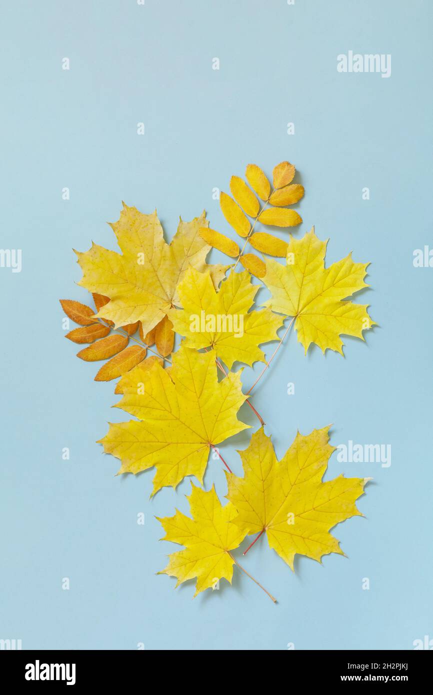 Creative top view flat lay. Autumn composition autumn leaves yellow ...