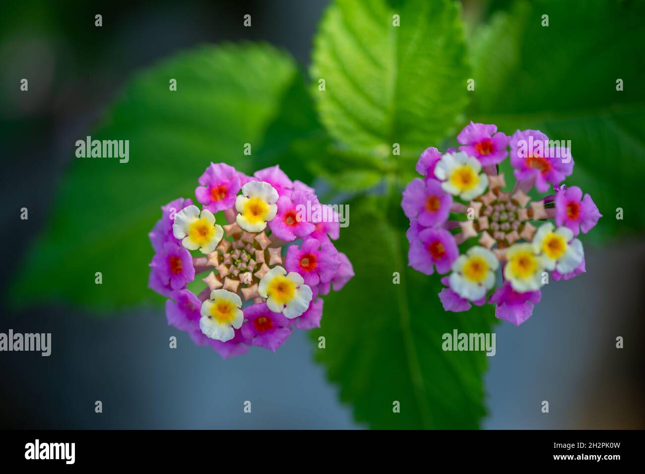 verbena lantana in the botanical garden in Batumi Stock Photo - Alamy