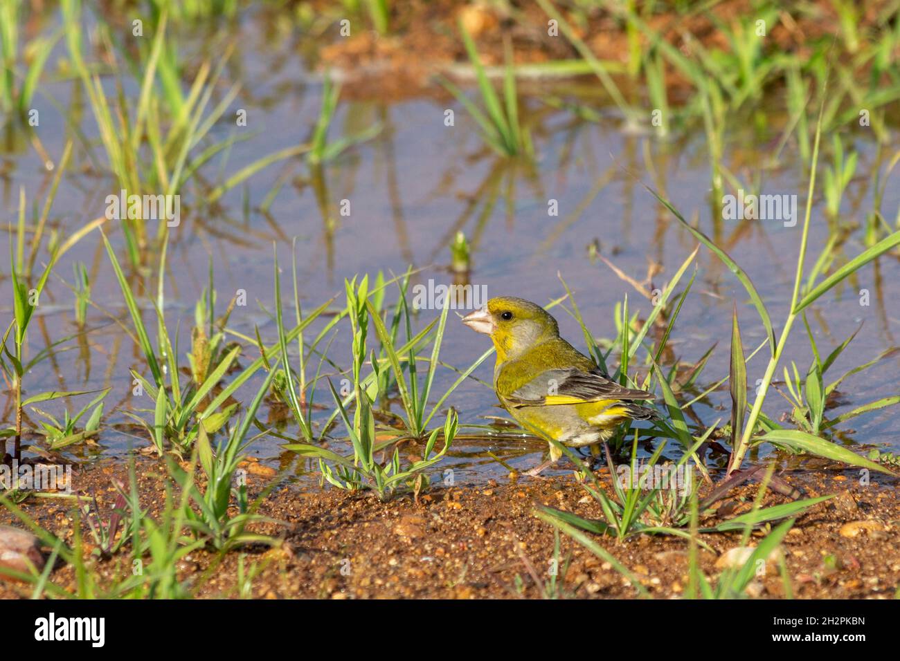 Flora (Chloris chloris) is a passerine bird from the finch family ...