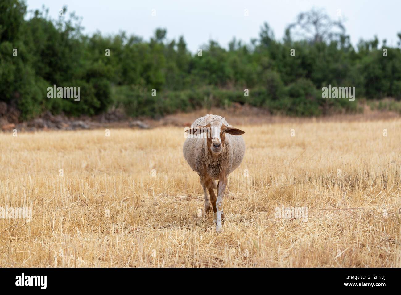 Sheep roaming hi-res stock photography and images - Alamy