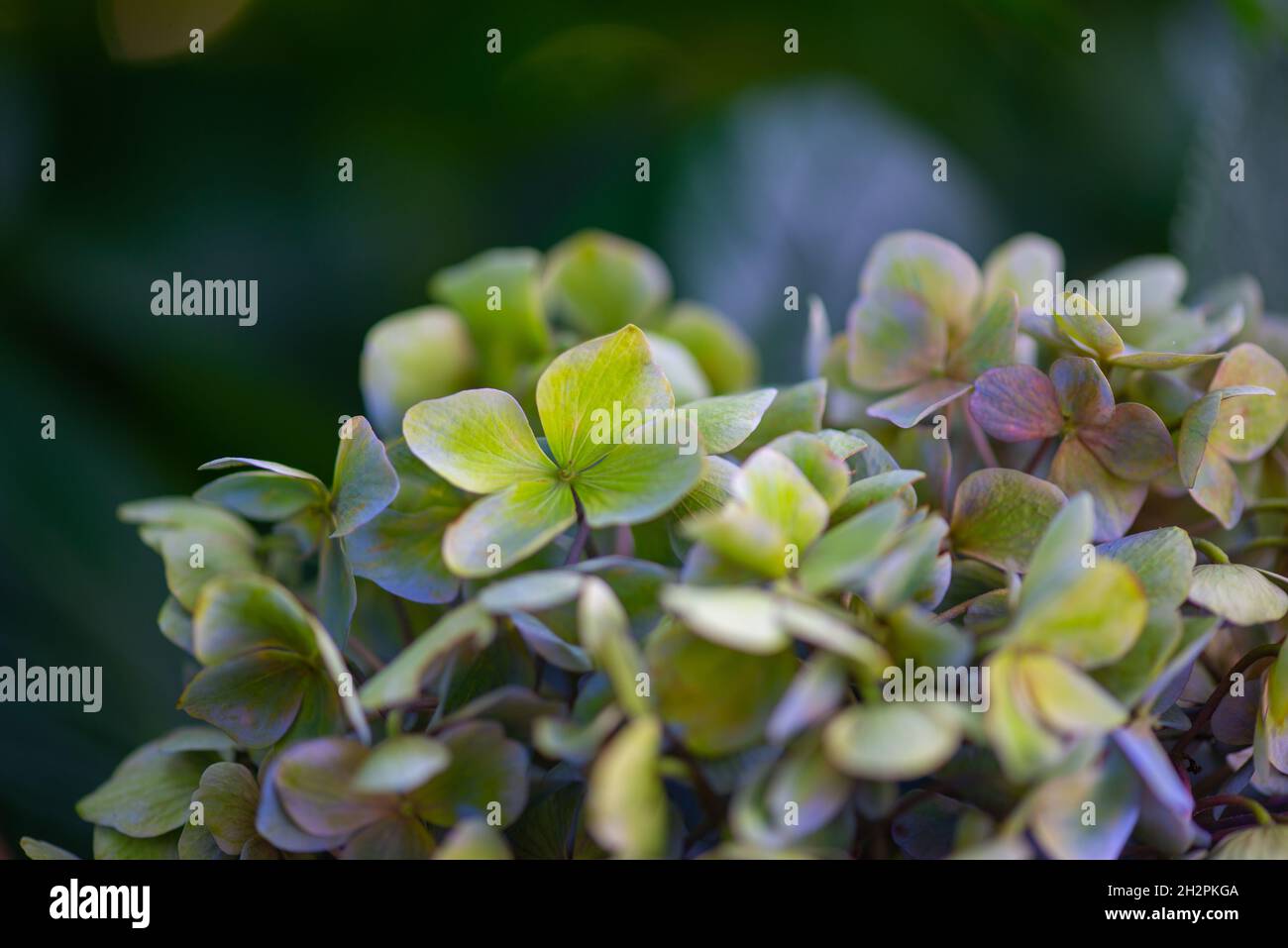 pale hydrangea in the botanical garden of Batumi Stock Photo - Alamy