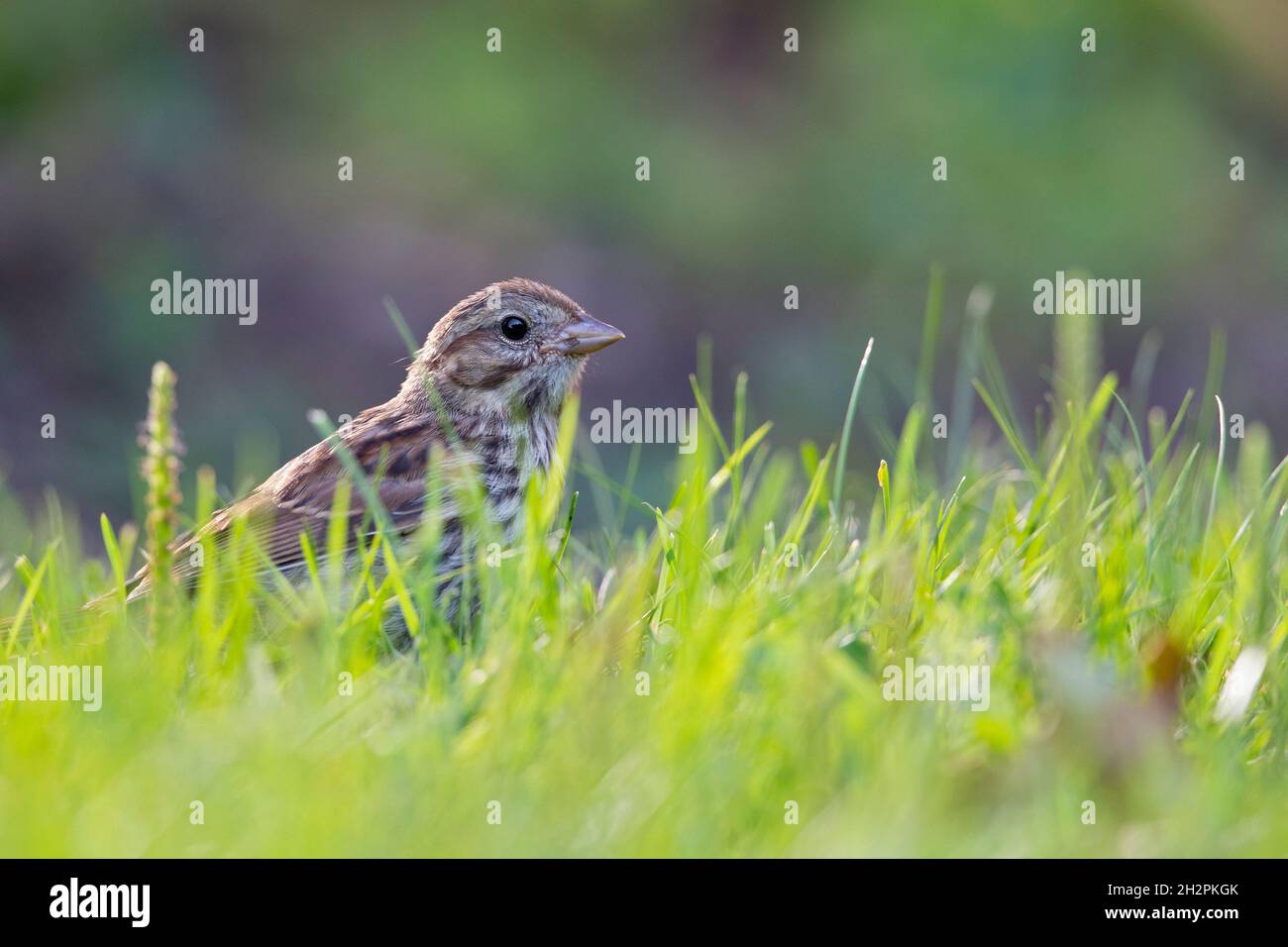 Ground foraging birds hi-res stock photography and images - Alamy