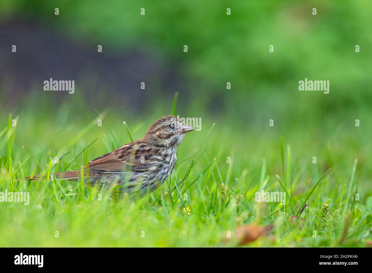 Ground foraging birds hi-res stock photography and images - Alamy