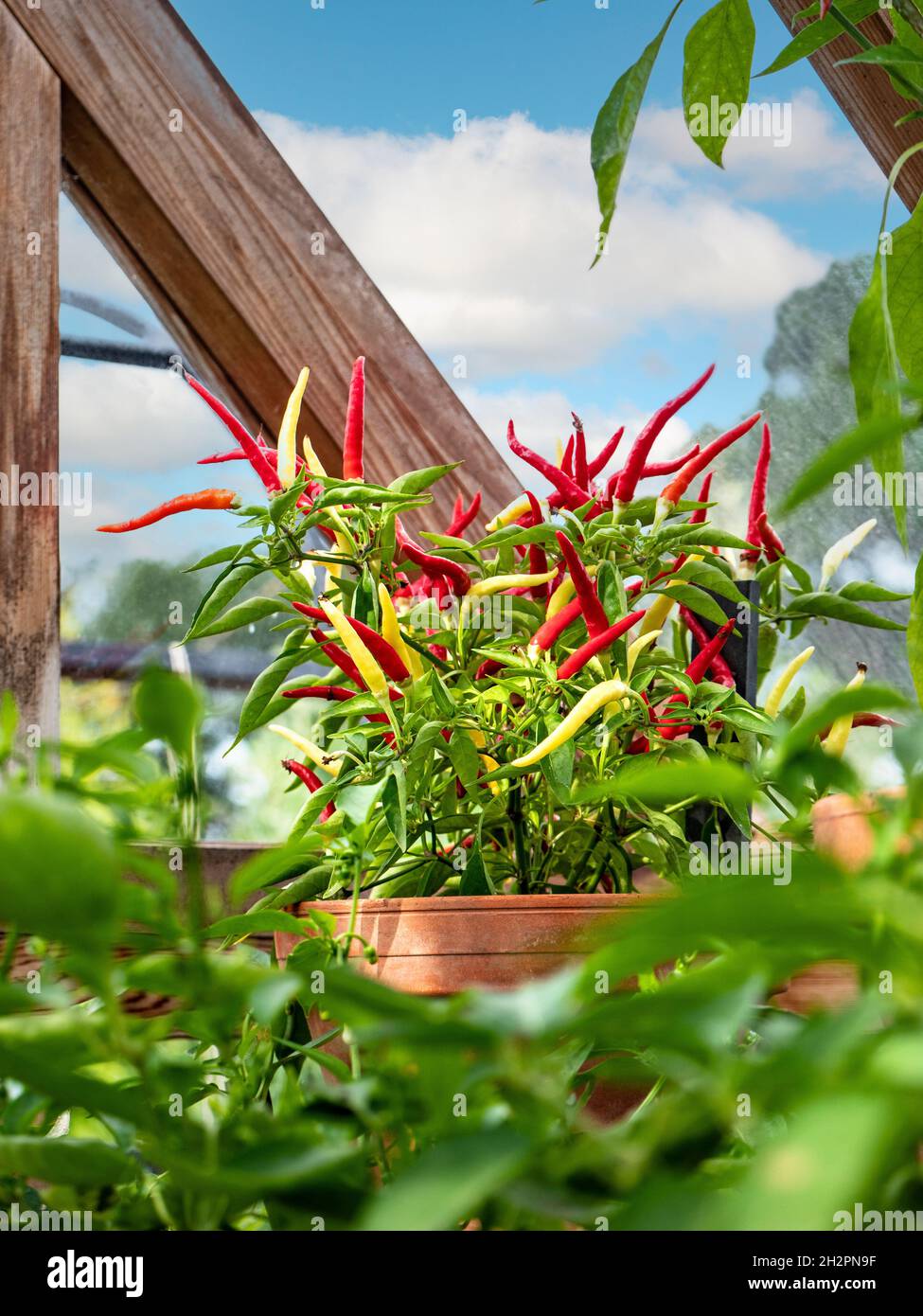 Dawn chilli variety hi-res stock photography and images - Alamy
