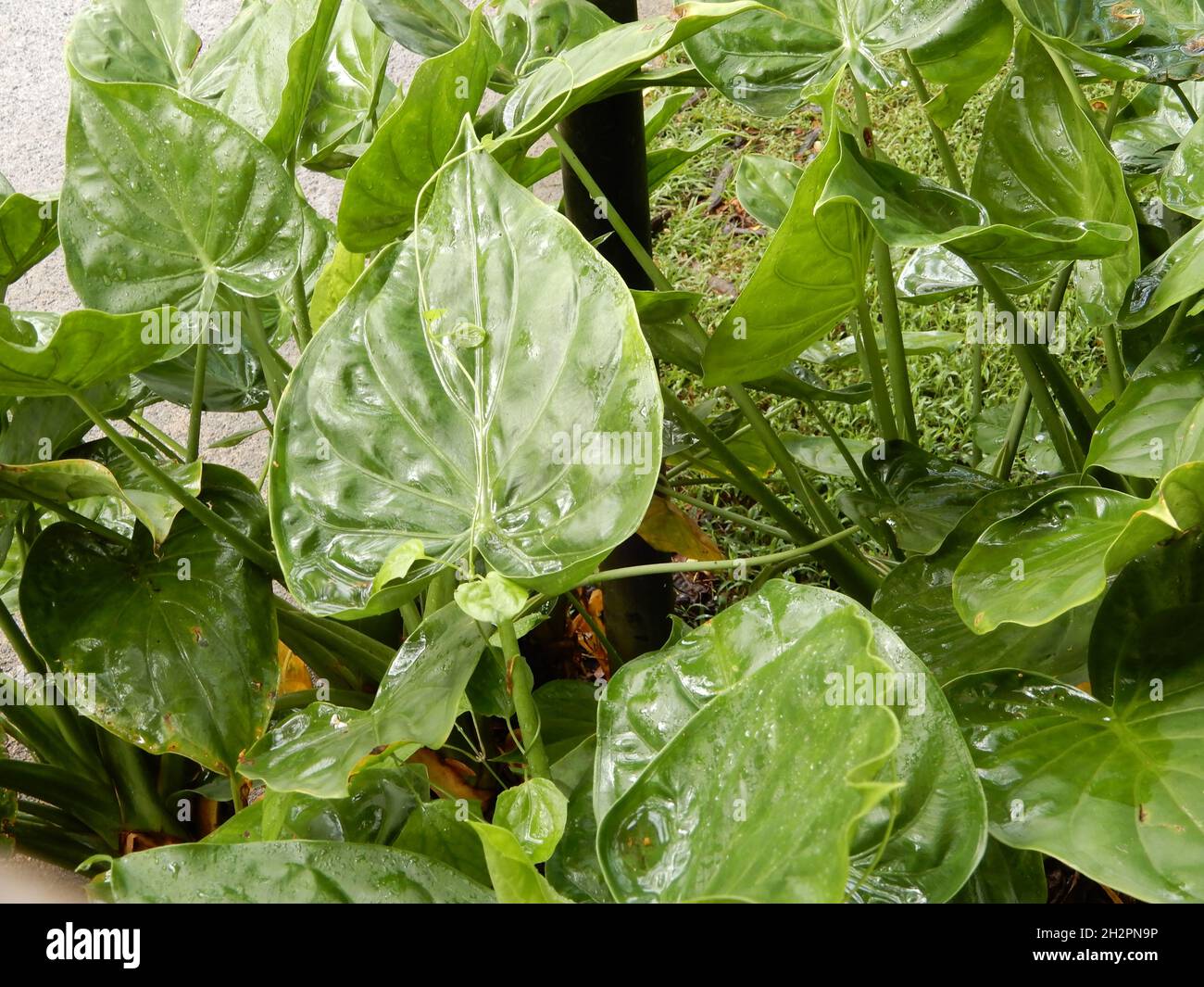 Waimea Valley Historical Hawaii High Resolution Stock Photography and ...
