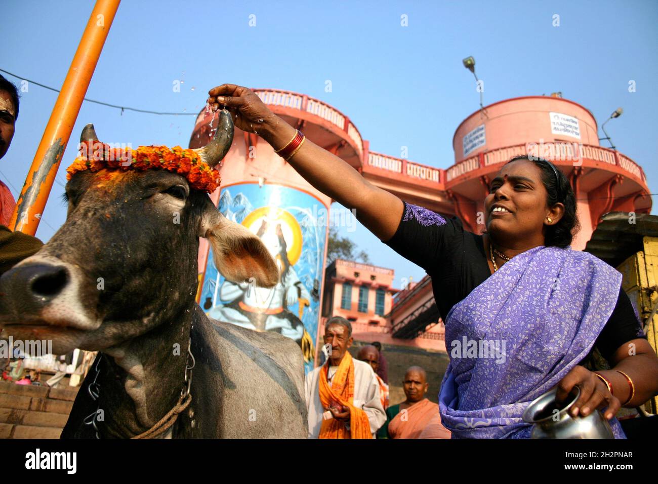 INDIA. PUJA OF THE COW ON DASHASHSVAMEDH GHAT IN VARANASI (BENARES ...